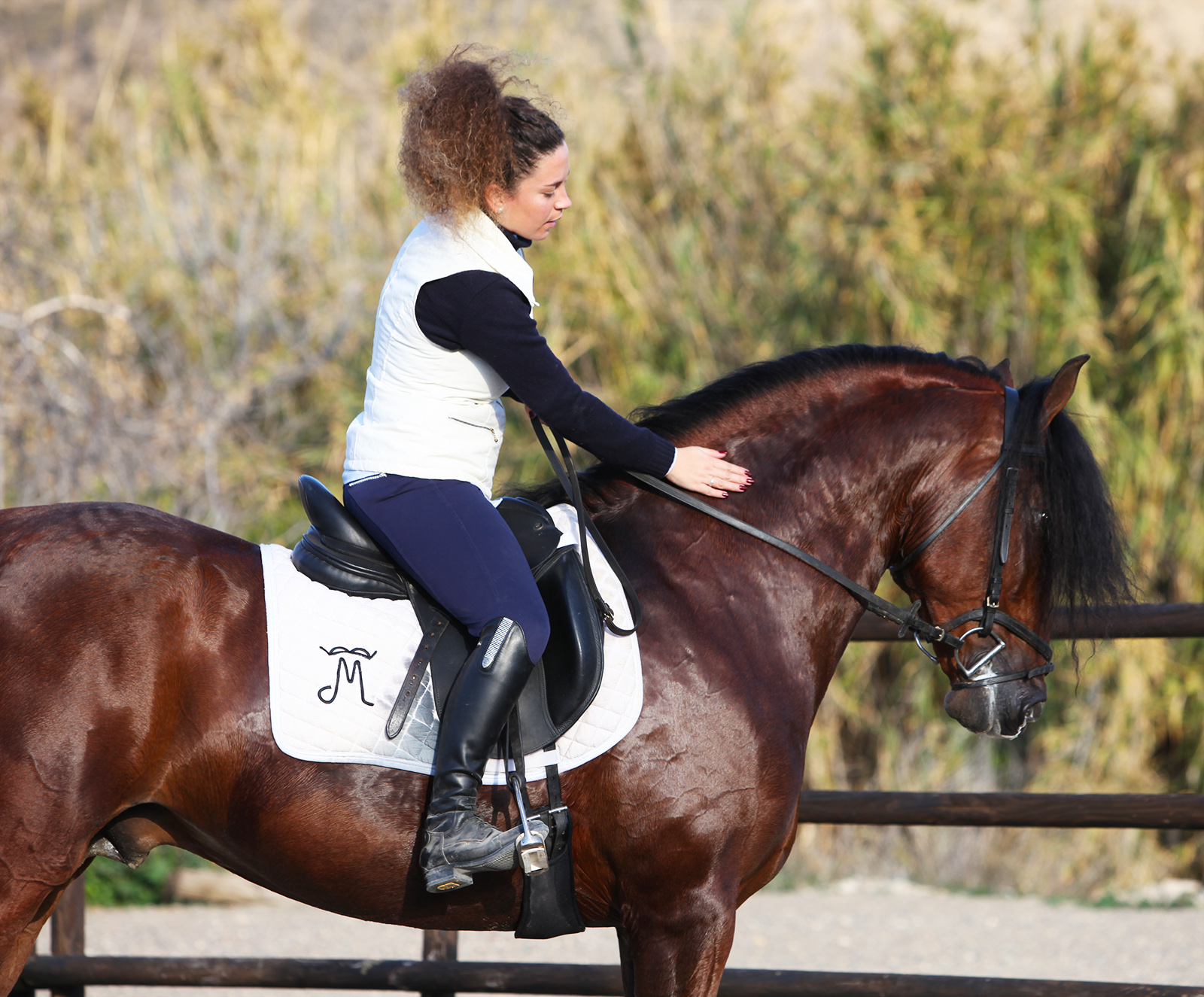 PRE Horses For Sale - Best Rated - direct from Andalusia