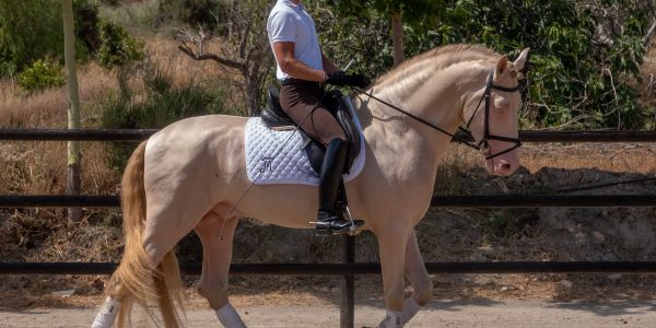Caballo con Capa Diluida Perla de Pura Raza Española