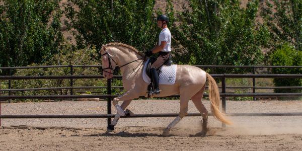 Caballo con Capa Diluida Perla de Pura Raza Española