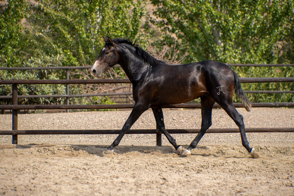 Potro 1 año Tordo -PRE Añojo - Rayo - Yeguada Dimoba