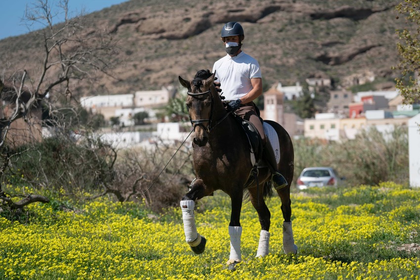 Caballos de Pura Raza Española