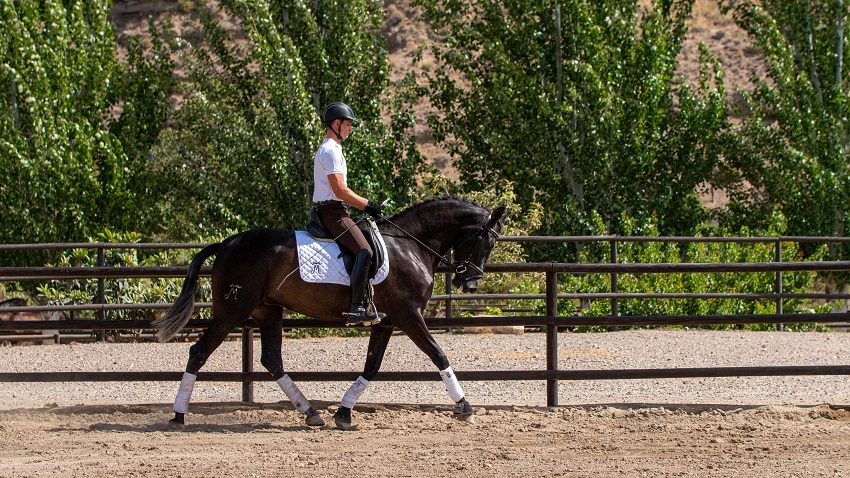 Potra Joven Española de Capa Torda con Nombre Quisquillosa