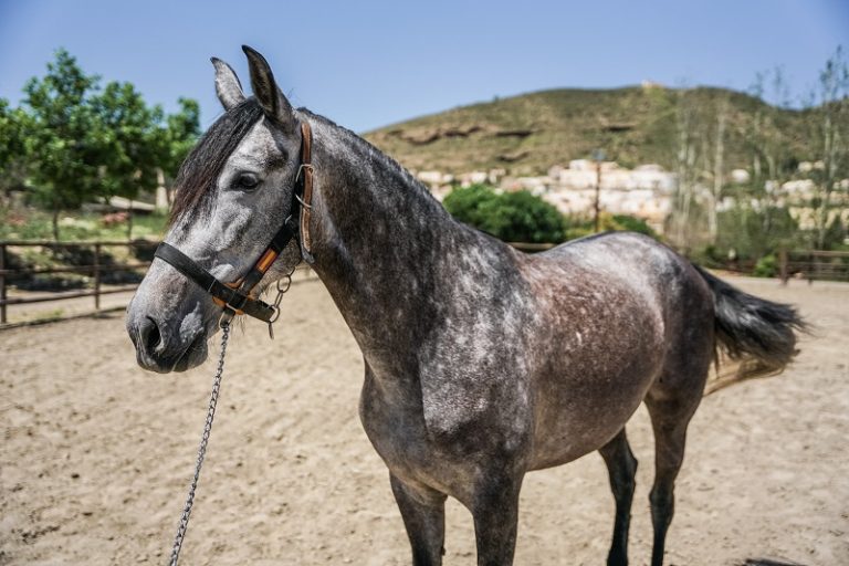 Yeguas Pura Raza Española - Mejores Orígenes