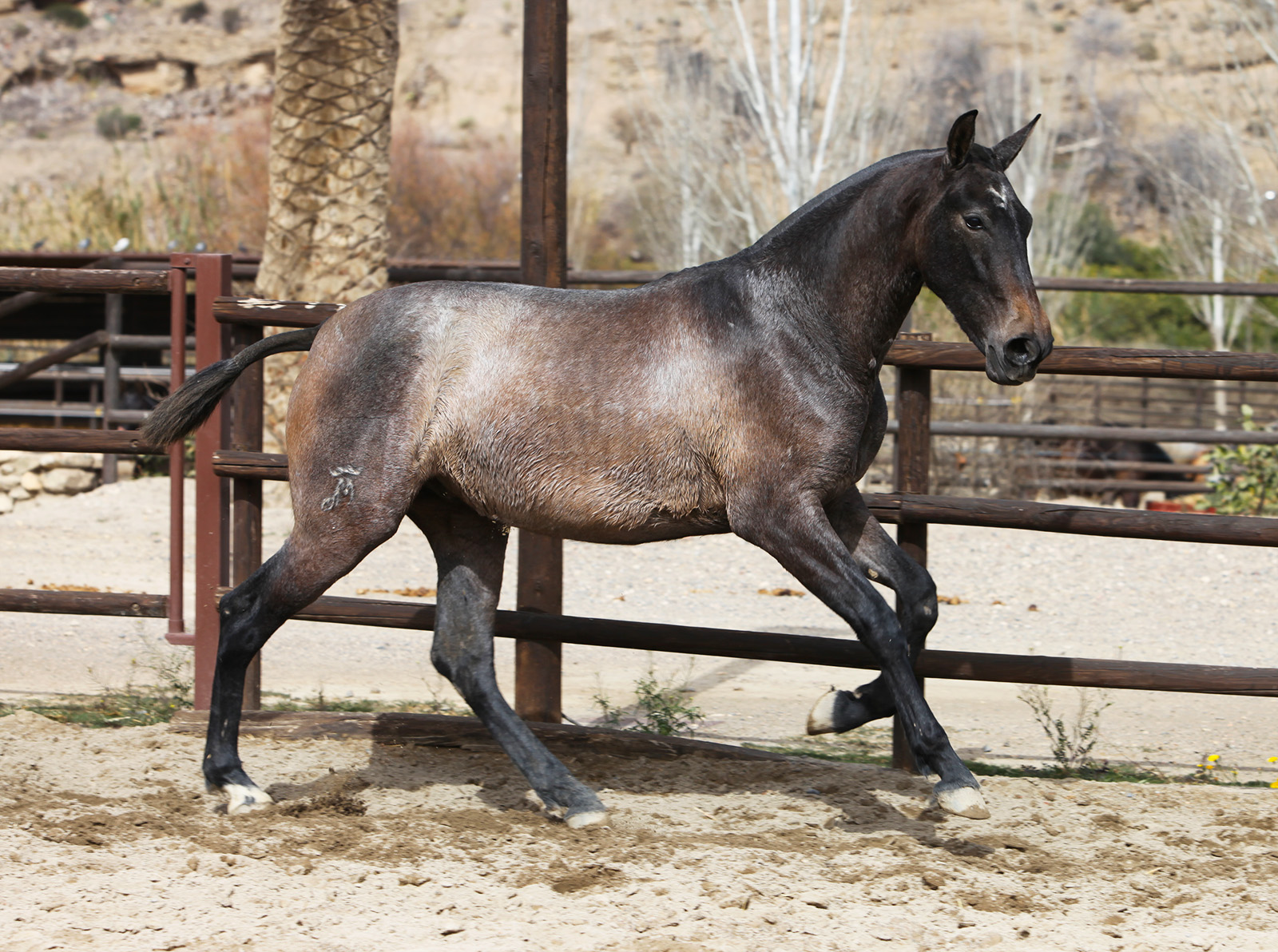 Gray PRE Mare - Origins of Champions - Quieta Dimoba XXIV