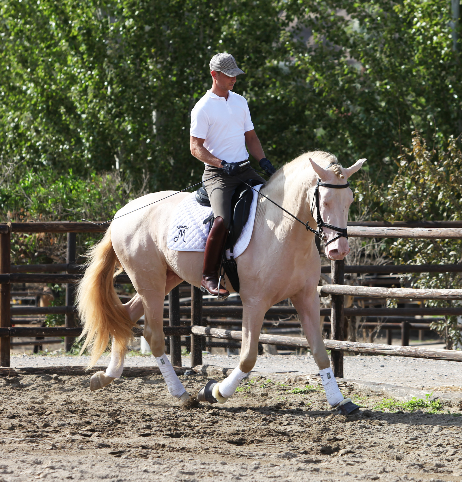 Perlino Andalusian Horse - Panadero - Yeguada Dimoba