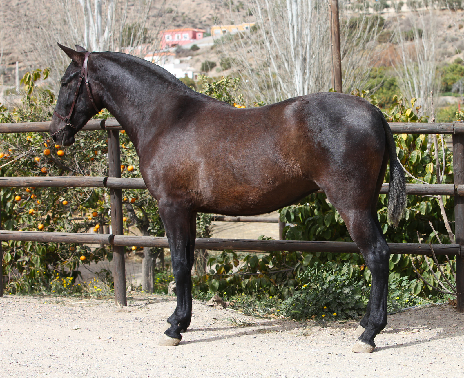 Potra Joven Española de Capa Torda con Nombre Quisquillosa