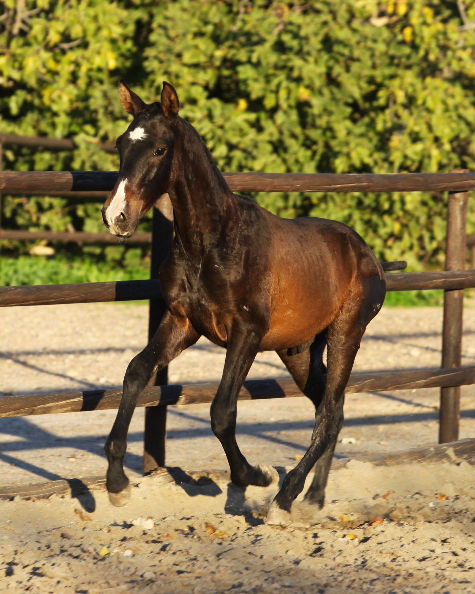 Potro 2 años Tordo -PRE Añojo - Rayo - Yeguada Dimoba