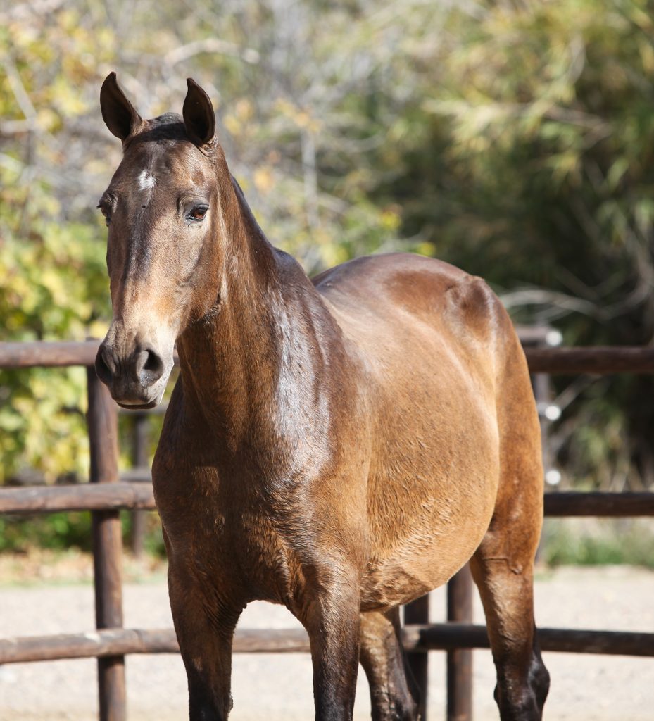 Yegua Baya - PRE Pura Raza Española - Gérgal DM