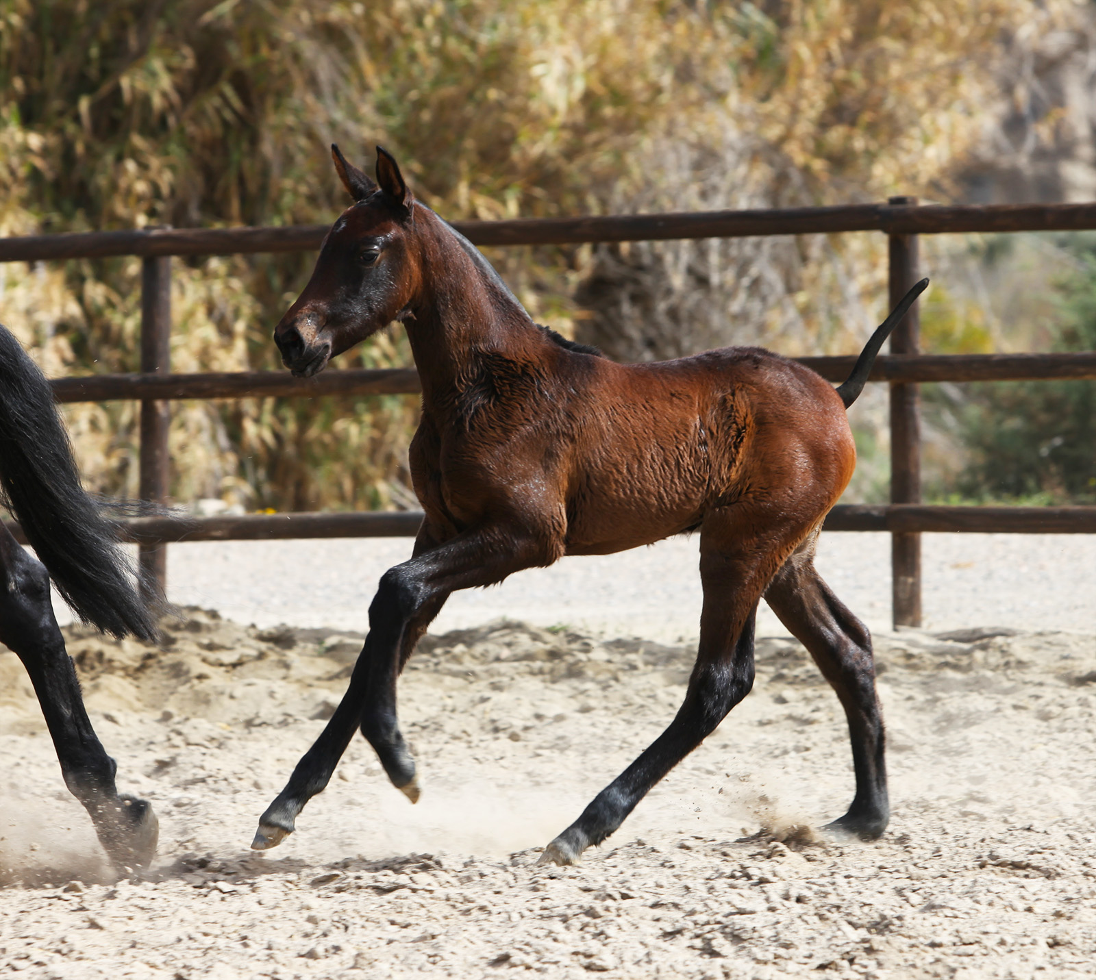 Potras PRE Pura Raza Española - Yeguada Dimoba