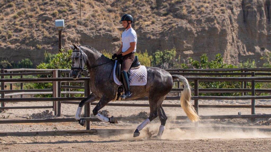 Potra PRE de capa Torda Montada - Oliva - Yeguada Dimoba