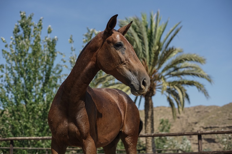Potra Castaña Pura Raza Española- Saeta Dimoba