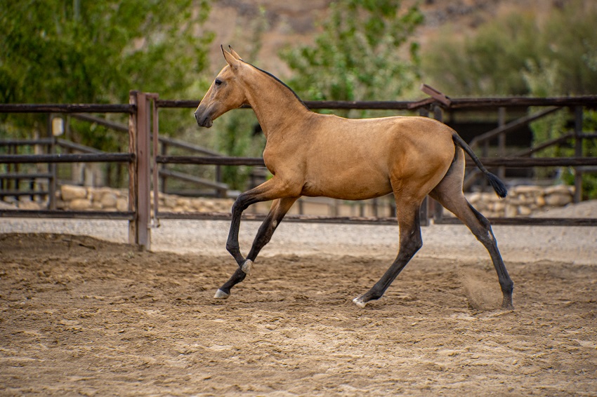 Potras PRE Pura Raza Española - Yeguada Dimoba