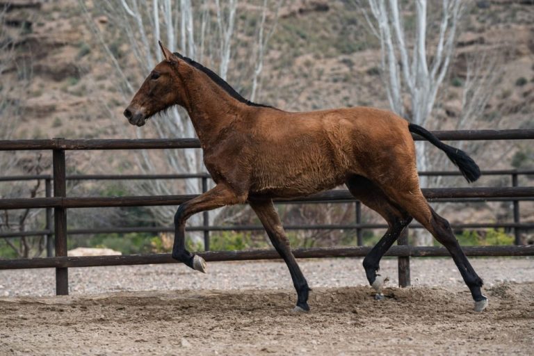 Potras PRE Pura Raza Española - Yeguada Dimoba