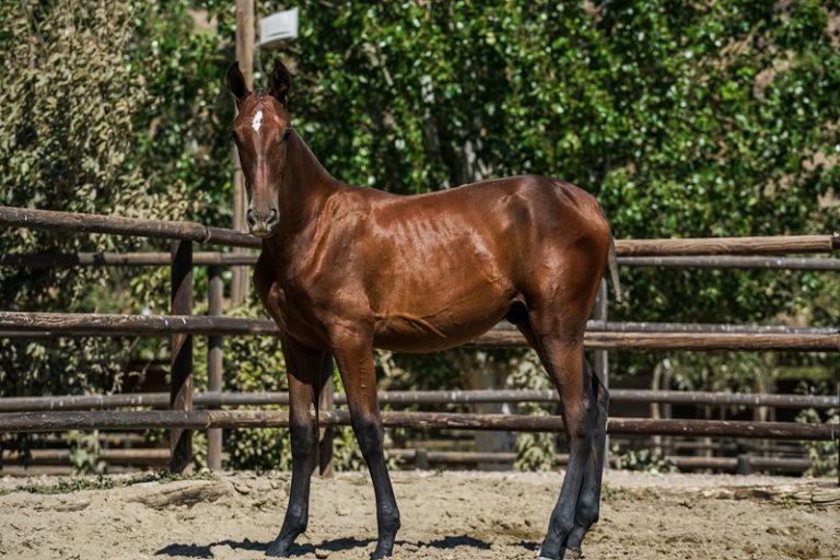 Potros PRE Mejores Líneas Genealógicas